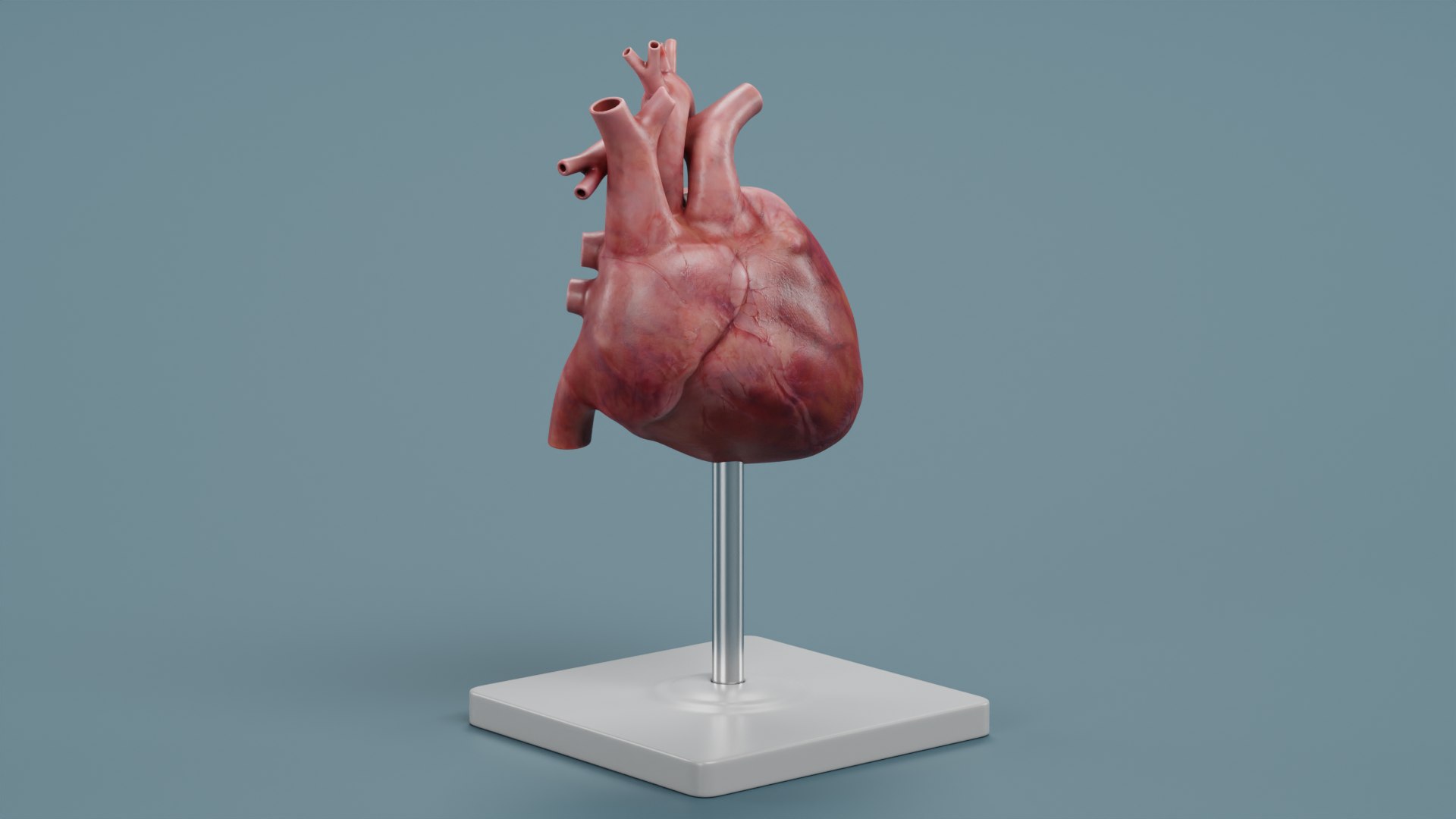 Heart Model Model - TurboSquid 2026478