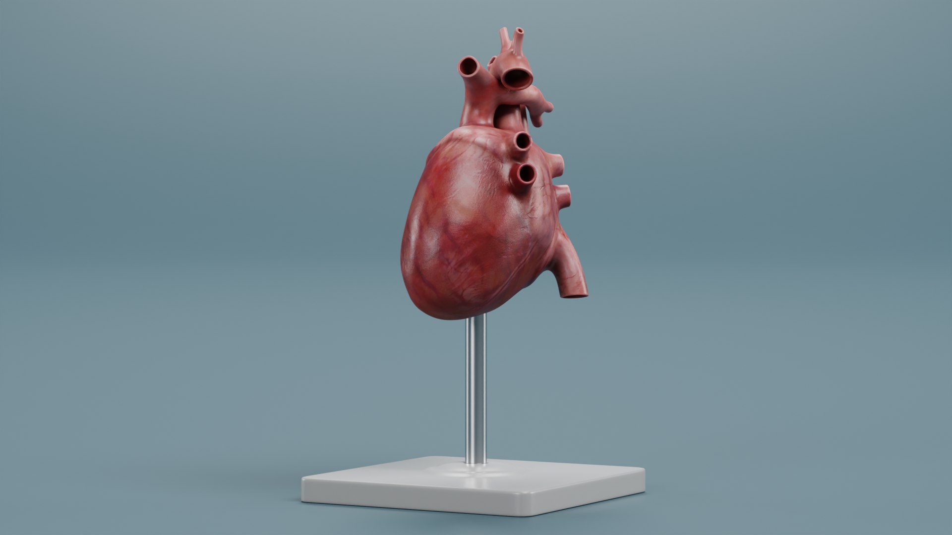 Heart Model Model - TurboSquid 2026478