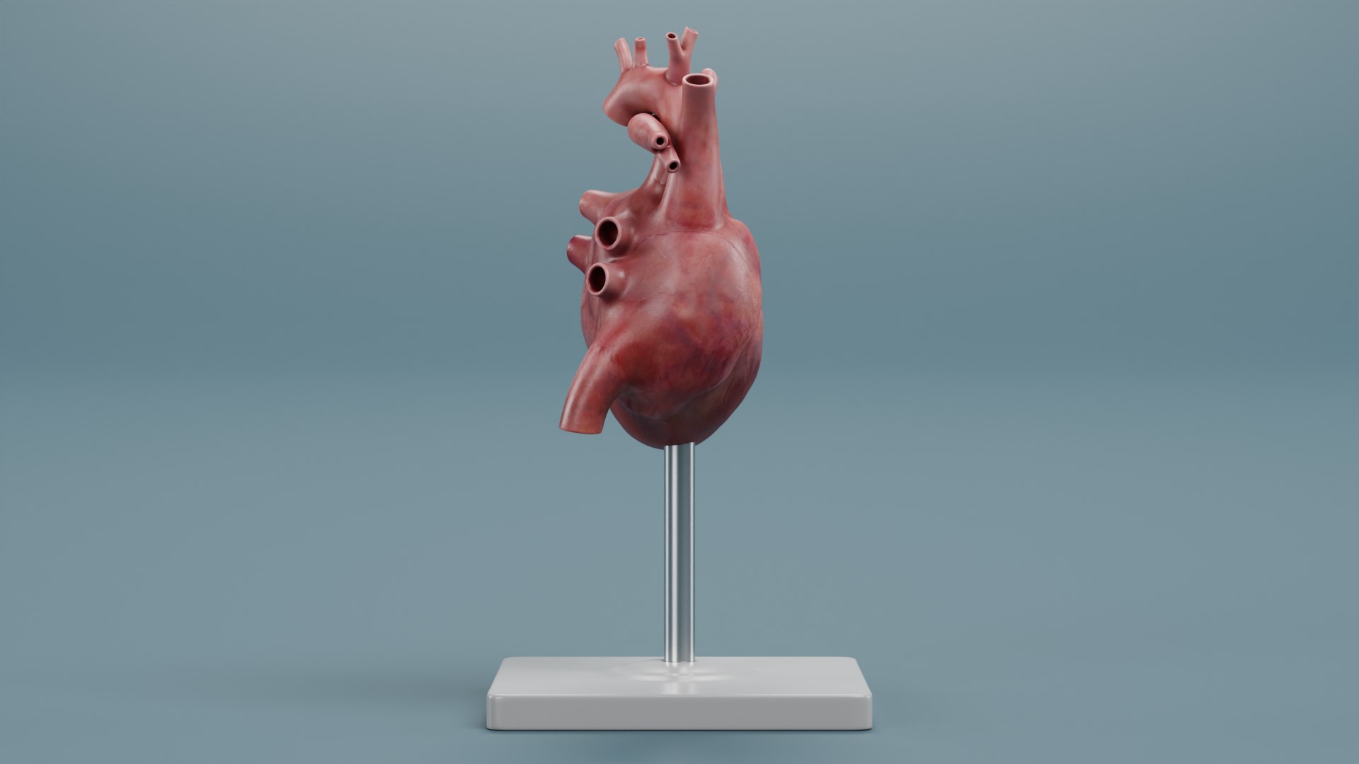 Heart Model Model - TurboSquid 2026478