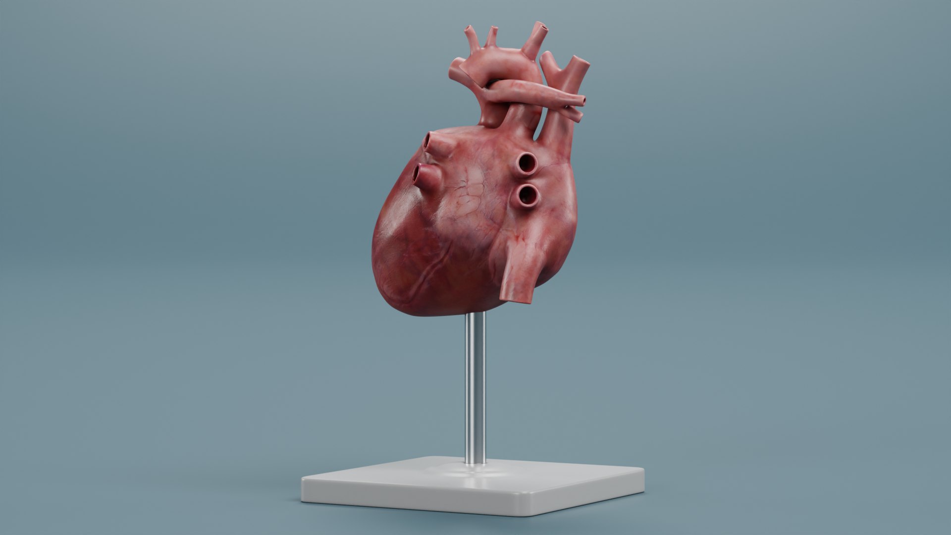 Heart Model Model - TurboSquid 2026478