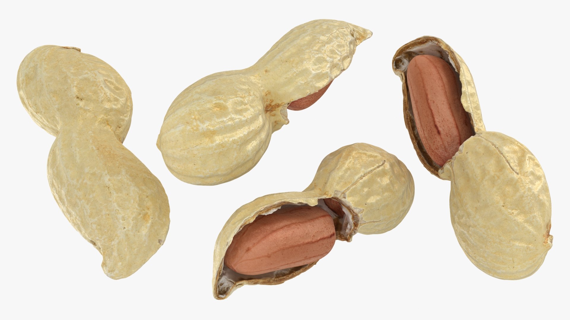 Open Peanut Shell With Kernel 3D Model - TurboSquid 1955715