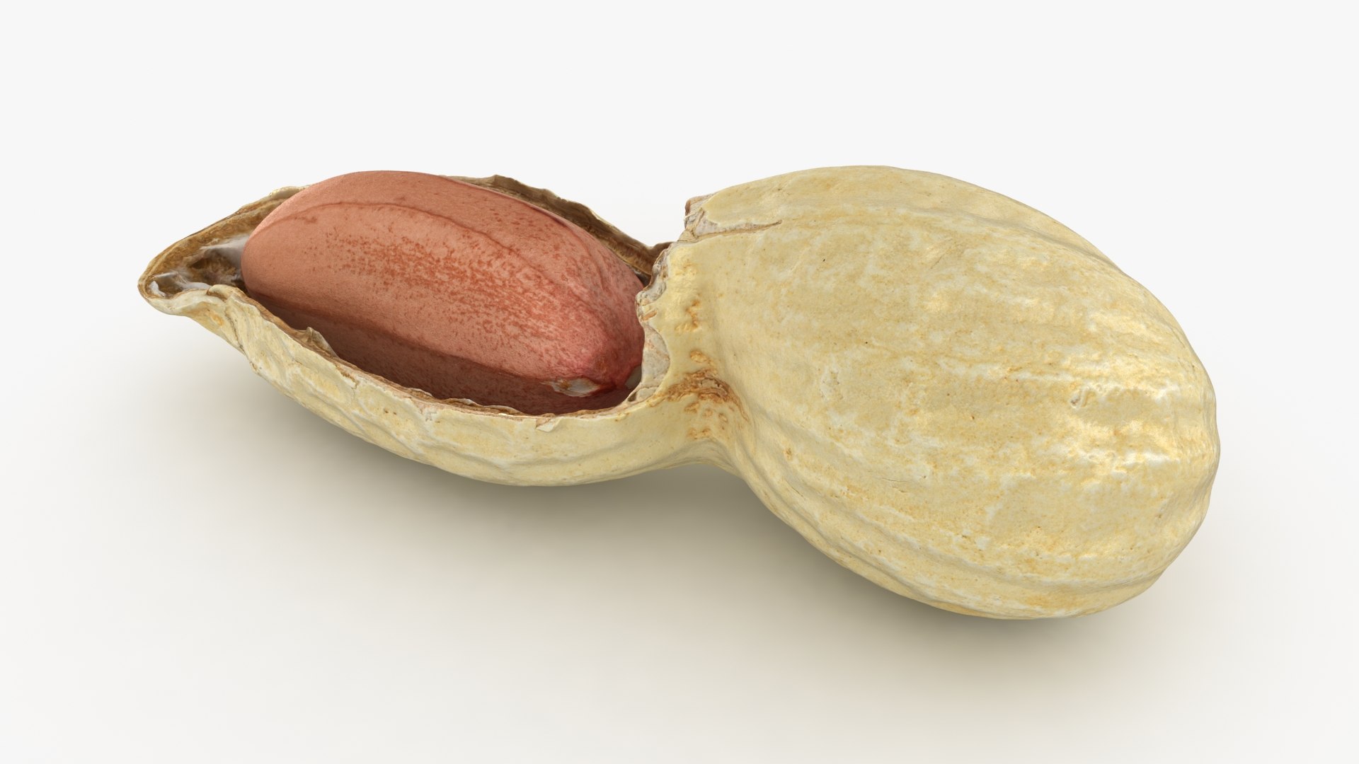 Open Peanut Shell With Kernel 3D Model - TurboSquid 1955715