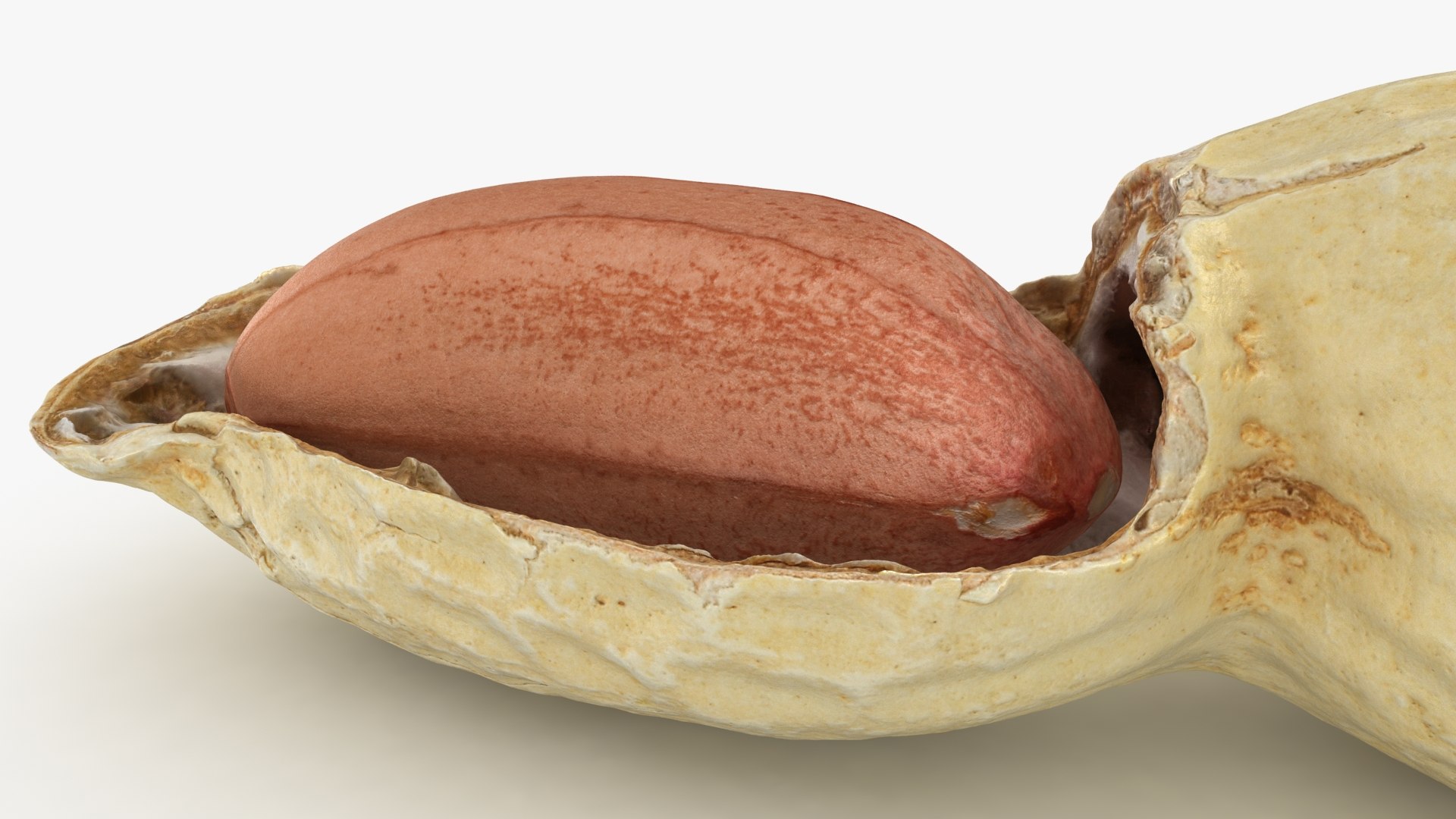 Open Peanut Shell With Kernel 3D Model - TurboSquid 1955715