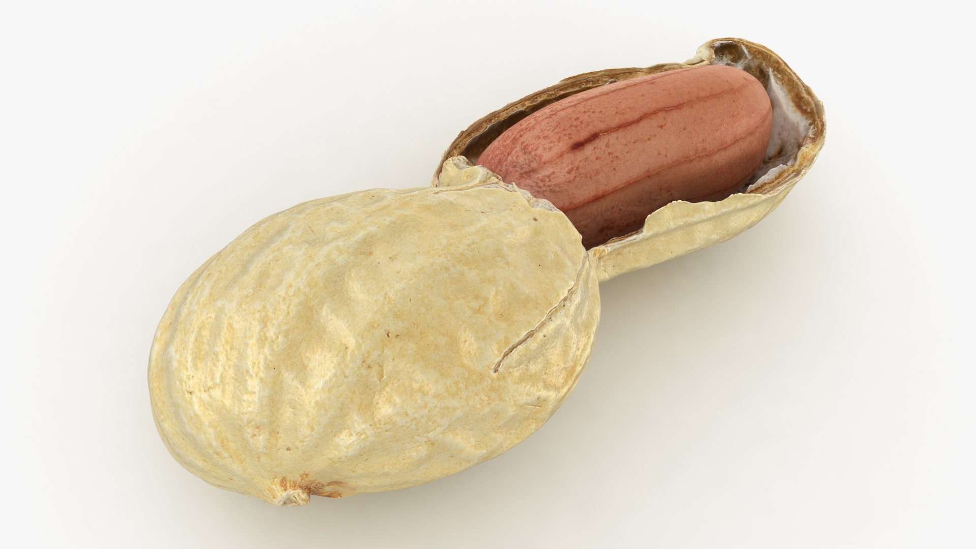 Open Peanut Shell With Kernel 3D Model - TurboSquid 1955715