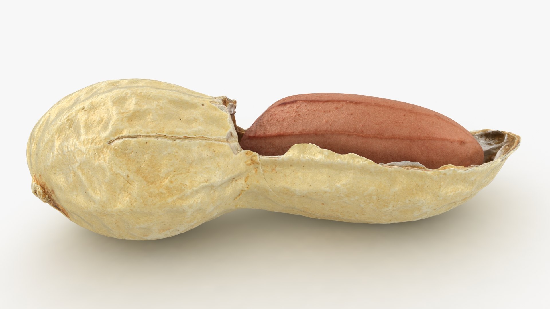 Open Peanut Shell with Kernel 3D model - TurboSquid 1955715