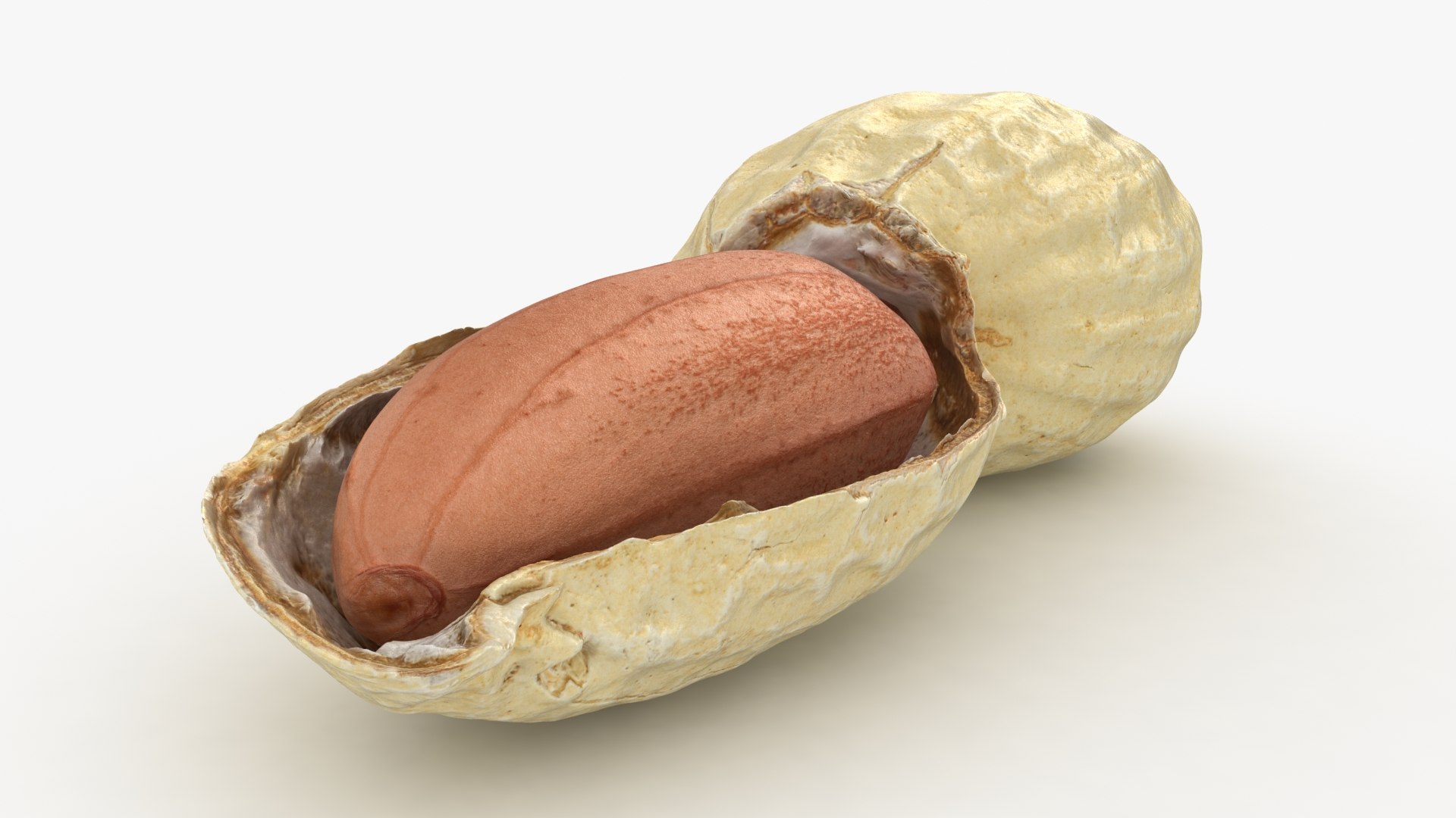 Open Peanut Shell With Kernel 3D Model - TurboSquid 1955715