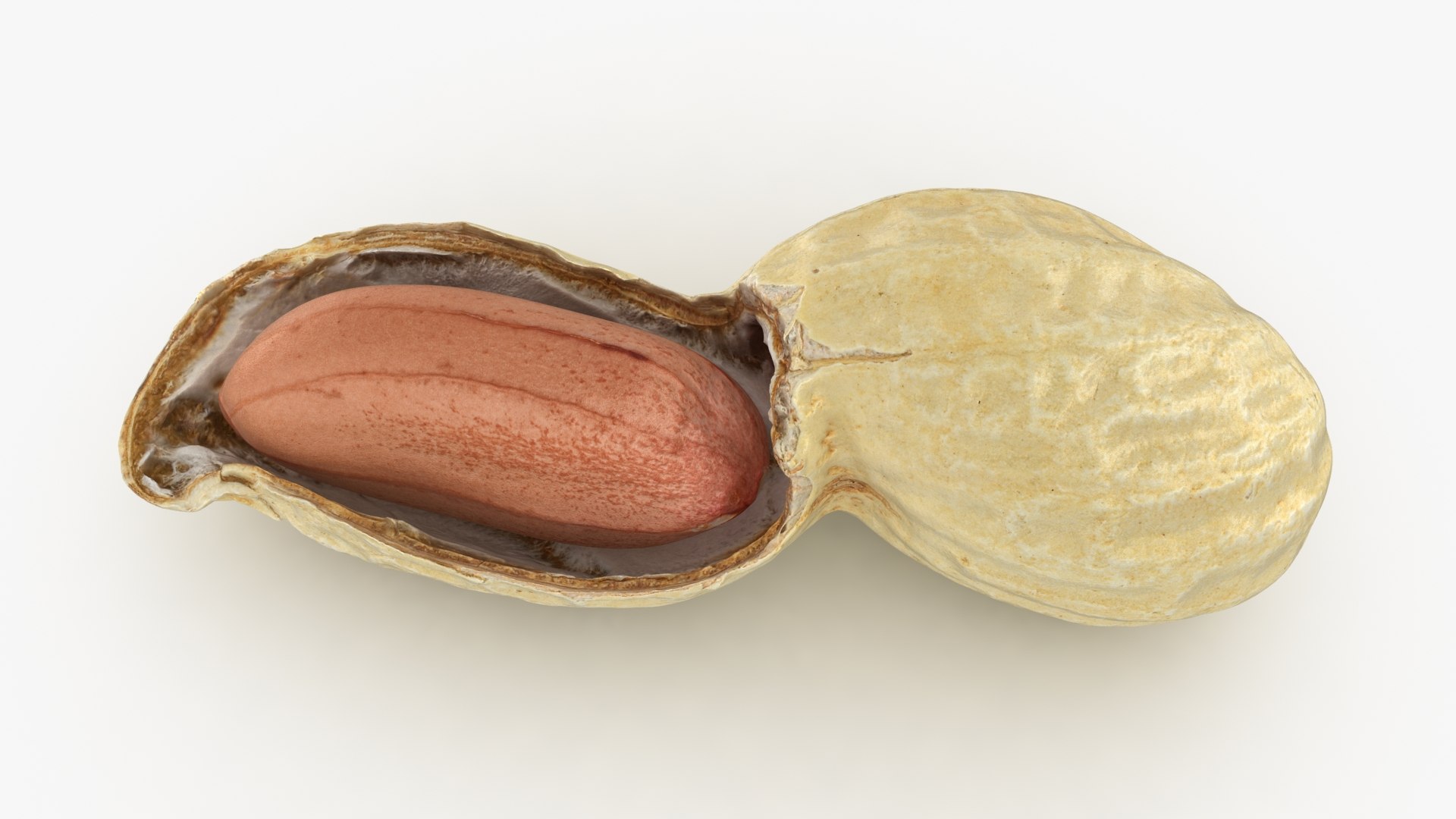 Open Peanut Shell With Kernel 3D Model - TurboSquid 1955715