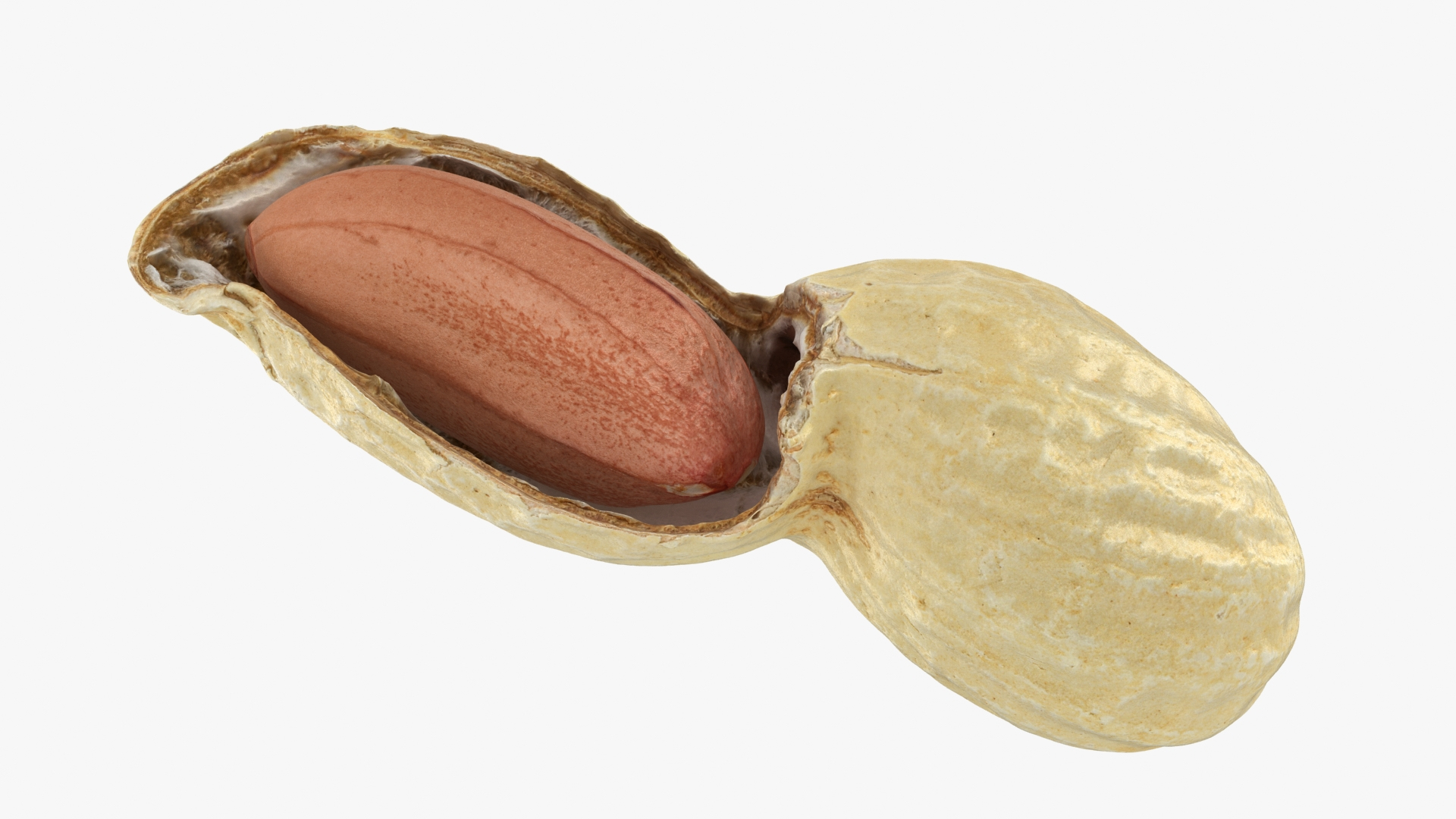 Open Peanut Shell With Kernel 3D Model - TurboSquid 1955715