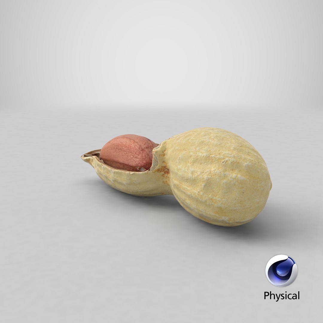 Open Peanut Shell with Kernel 3D model - TurboSquid 1955715