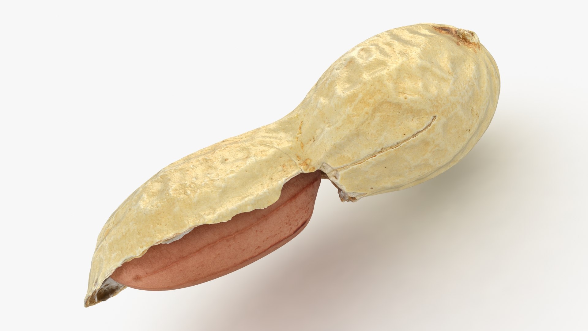 Open Peanut Shell with Kernel 3D model - TurboSquid 1955715