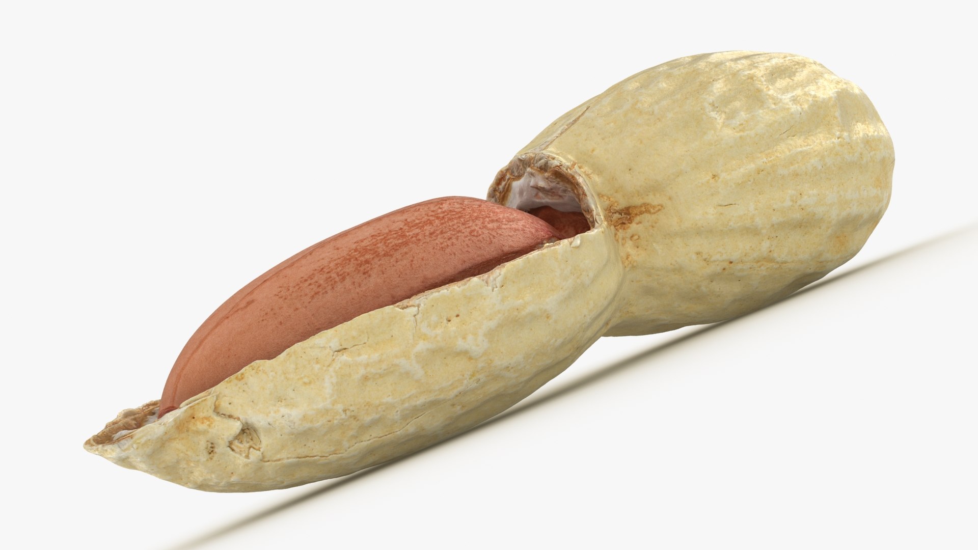 Open Peanut Shell With Kernel 3D Model - TurboSquid 1955715