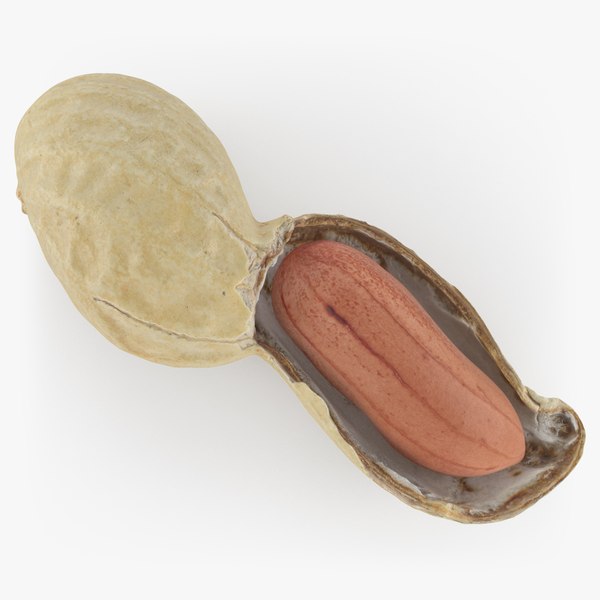 Open Peanut Shell with Kernel3Dモデル - TurboSquid 1955715