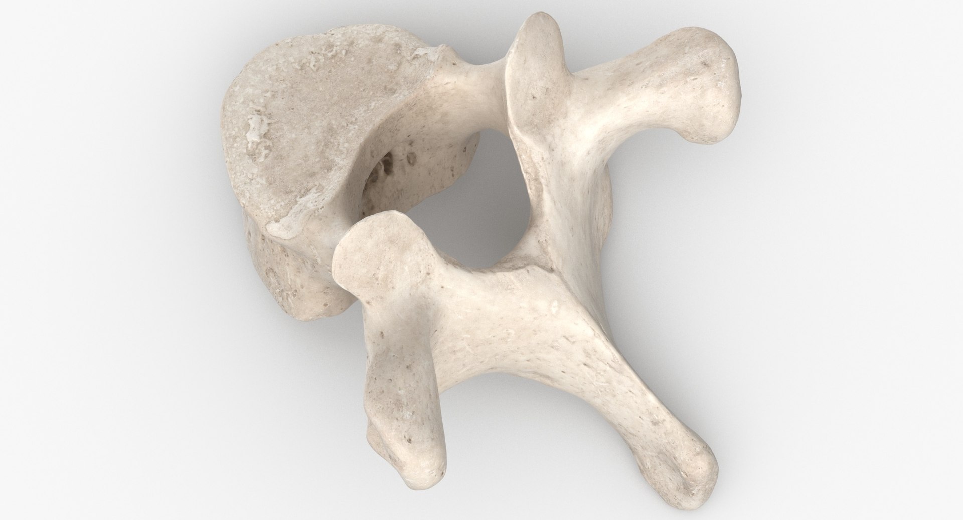 3D thoracic vertebrae th1 th12 model - TurboSquid 1563650