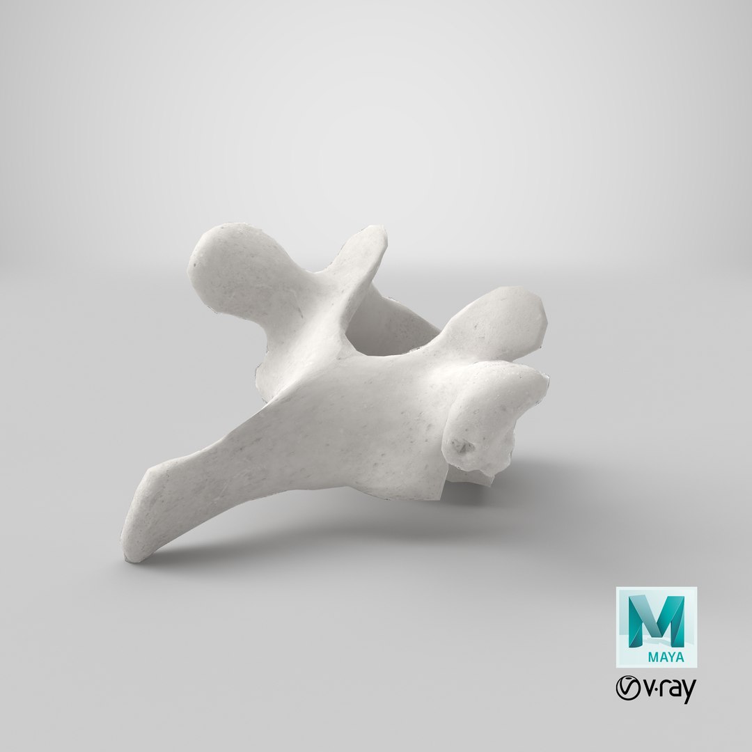 3D thoracic vertebrae th1 th12 model - TurboSquid 1563650