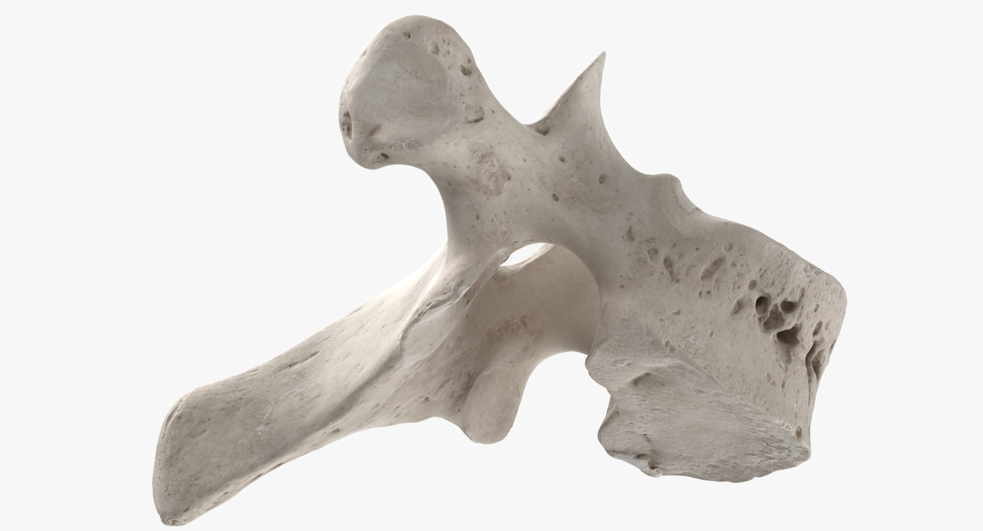 3D Thoracic Vertebrae Th1 Th12 Model - TurboSquid 1563650