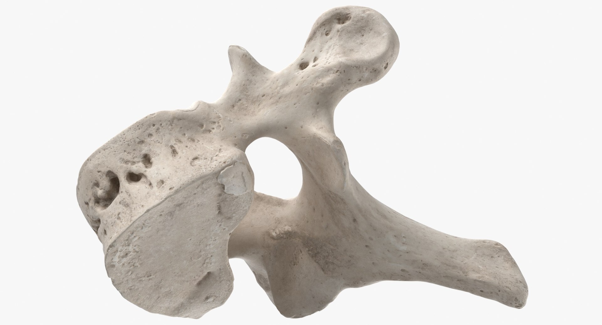 3D Thoracic Vertebrae Th1 Th12 Model - TurboSquid 1563650