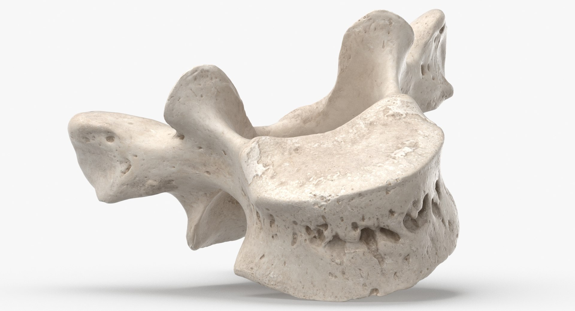 3D Thoracic Vertebrae Th1 Th12 Model - TurboSquid 1563650