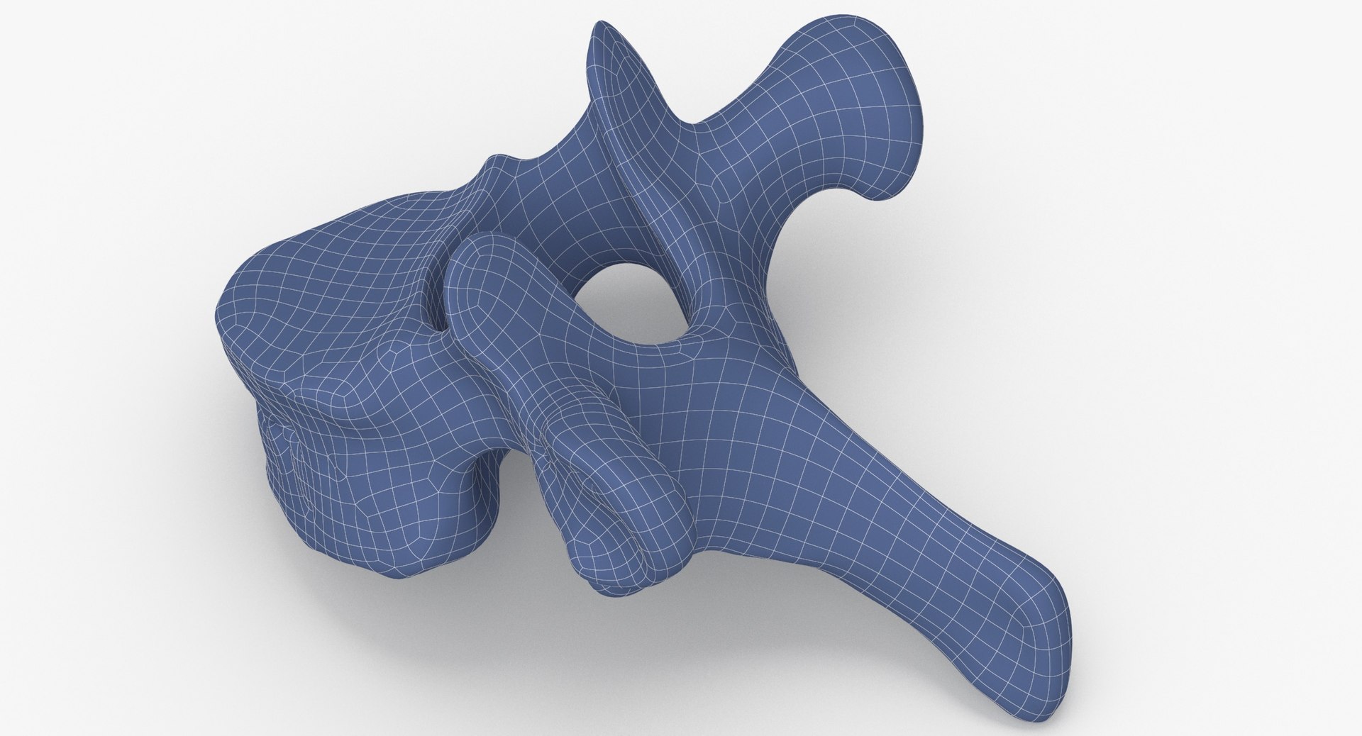 3D Thoracic Vertebrae Th1 Th12 Model - TurboSquid 1563650