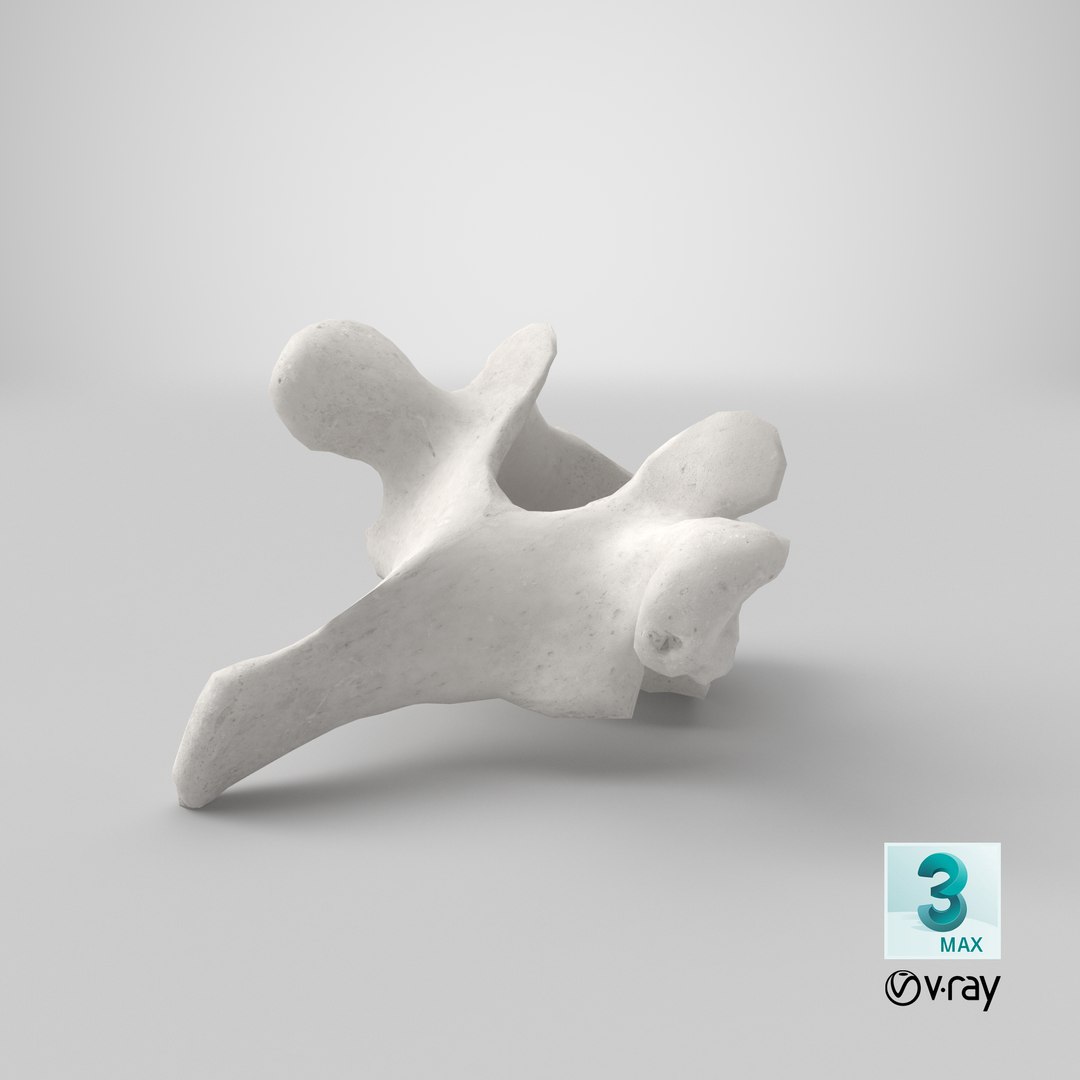 3D Thoracic Vertebrae Th1 Th12 Model - TurboSquid 1563650