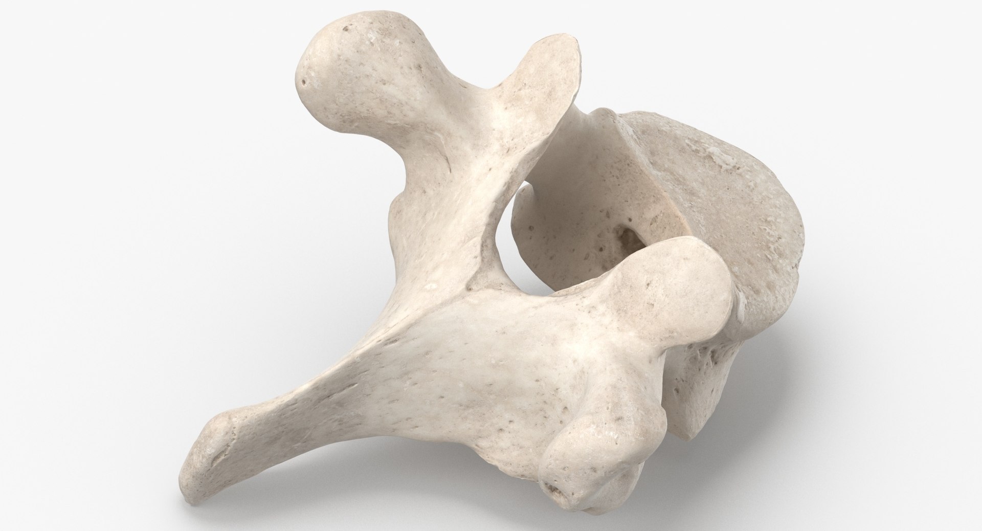 3D Thoracic Vertebrae Th1 Th12 Model - TurboSquid 1563650