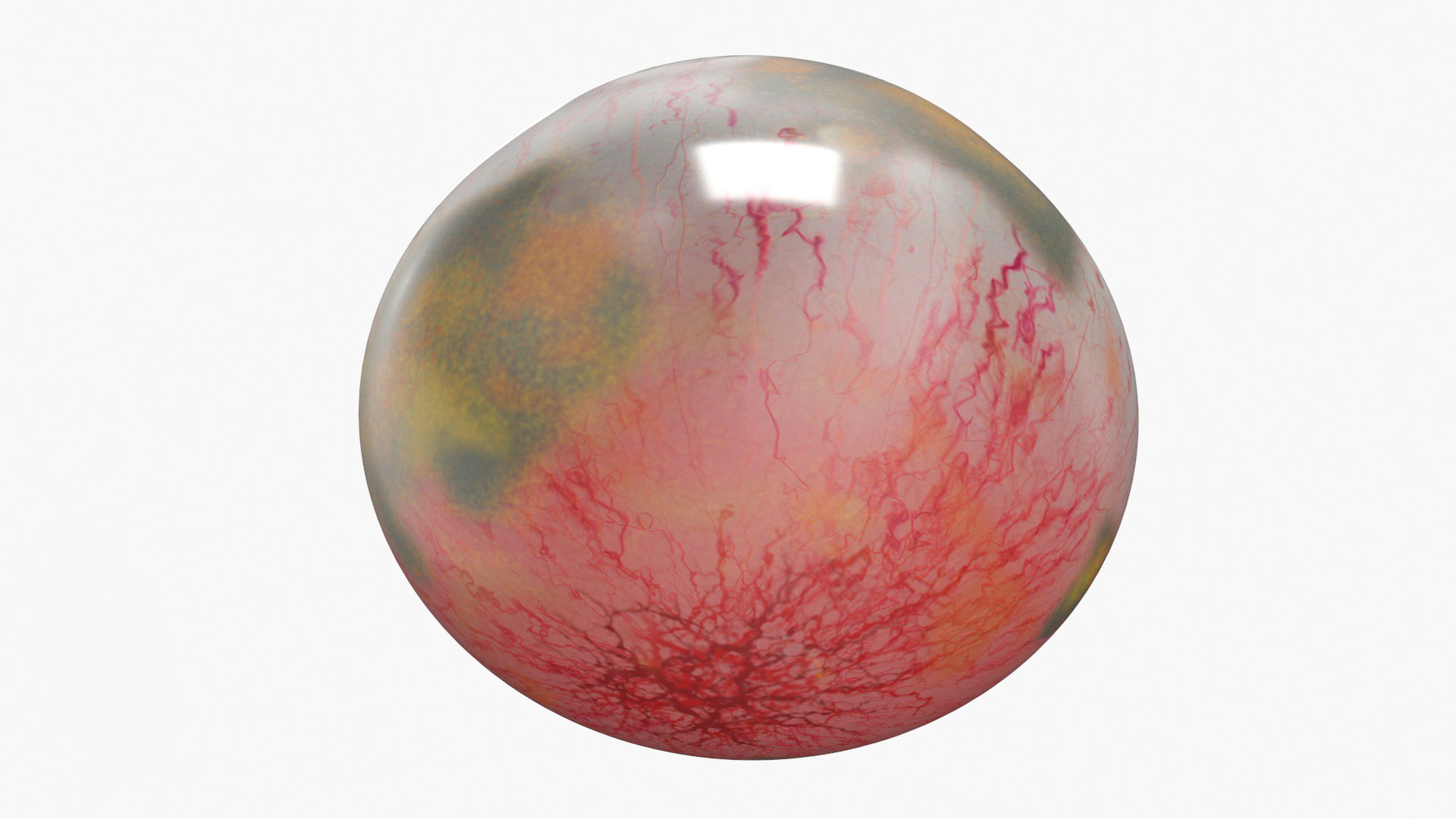 Realistic Fish Eye 3D Model - TurboSquid 2193440