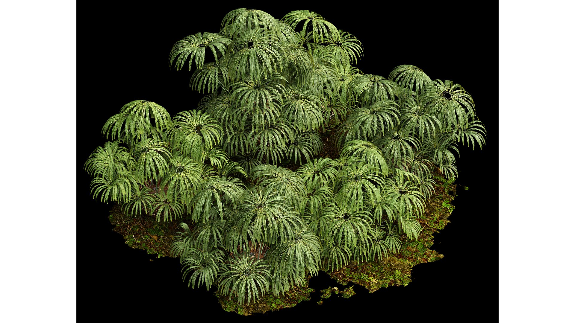 3D Model Matonia Pectinata Leptosporangiate Fern - TurboSquid 2248893