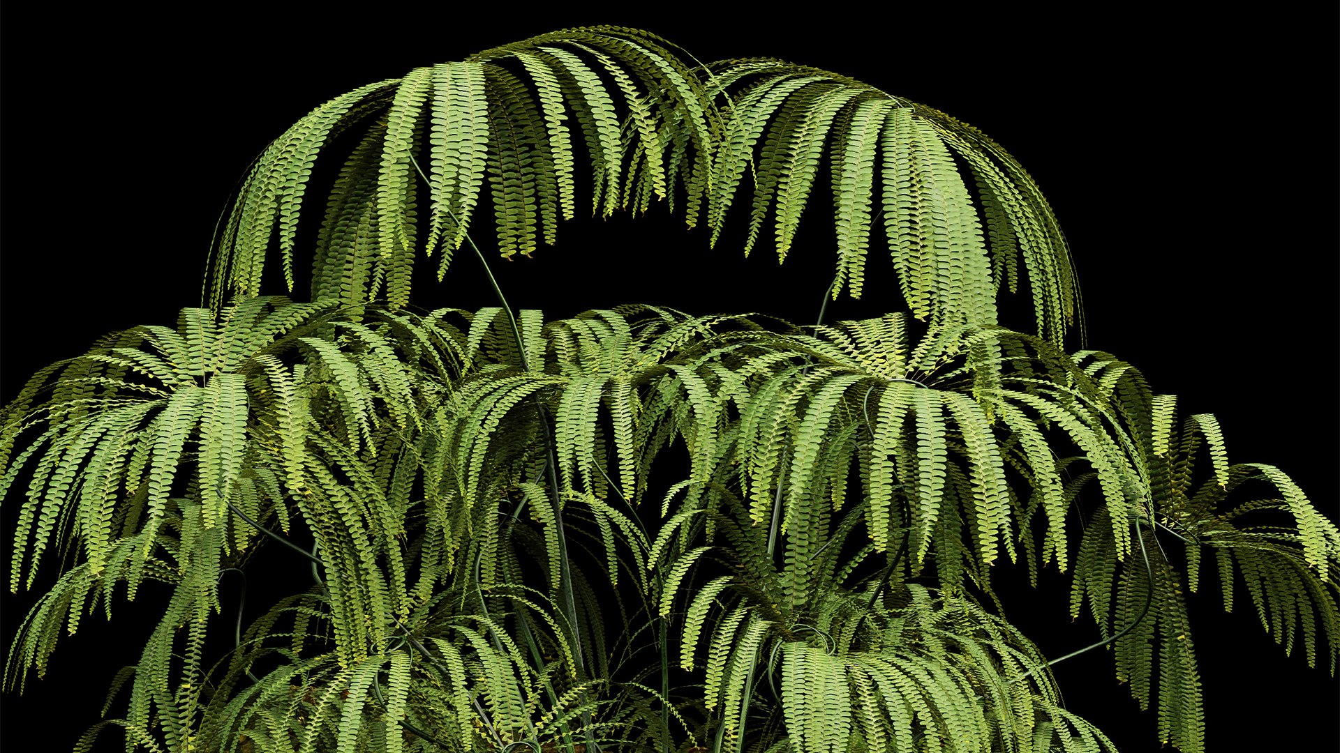 3D Model Matonia Pectinata Leptosporangiate Fern - TurboSquid 2248893