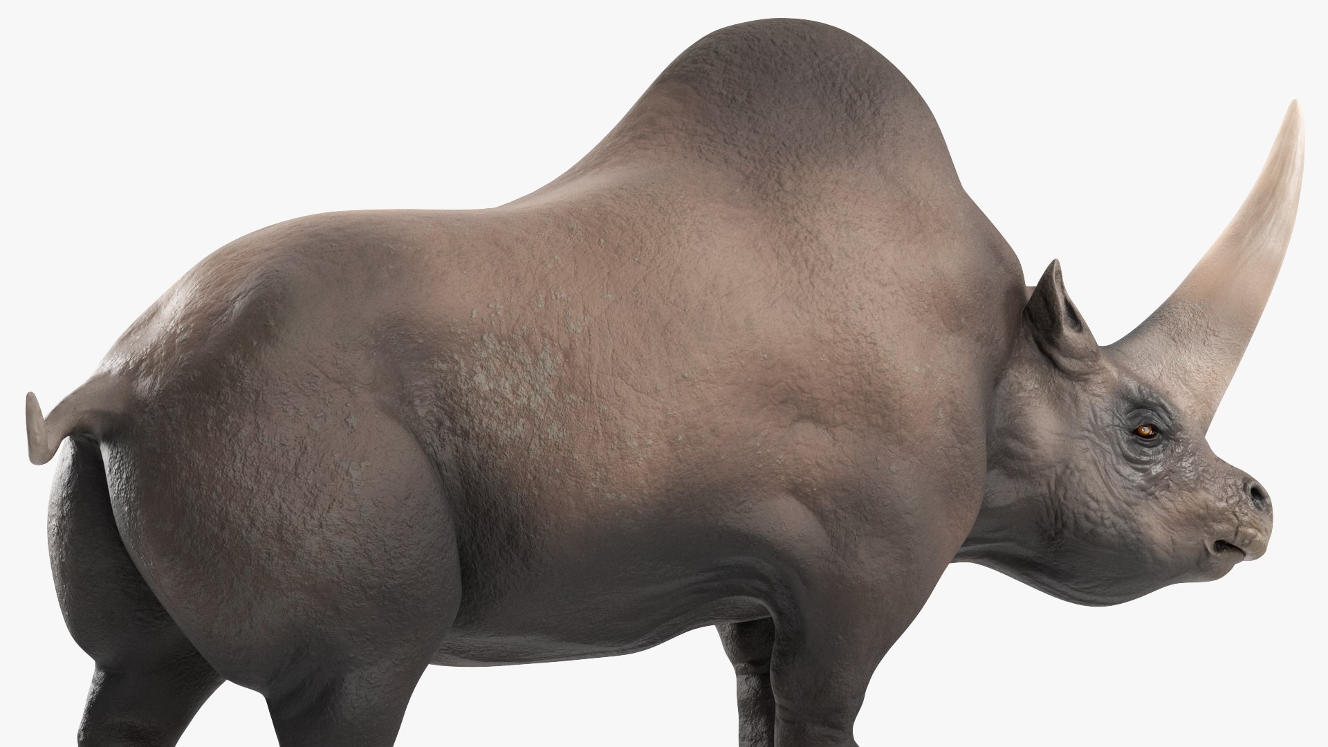 3D Elasmotherium Rigged for Maya - TurboSquid 1997610