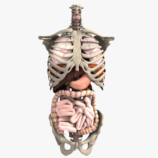 3D Appendix Models | TurboSquid