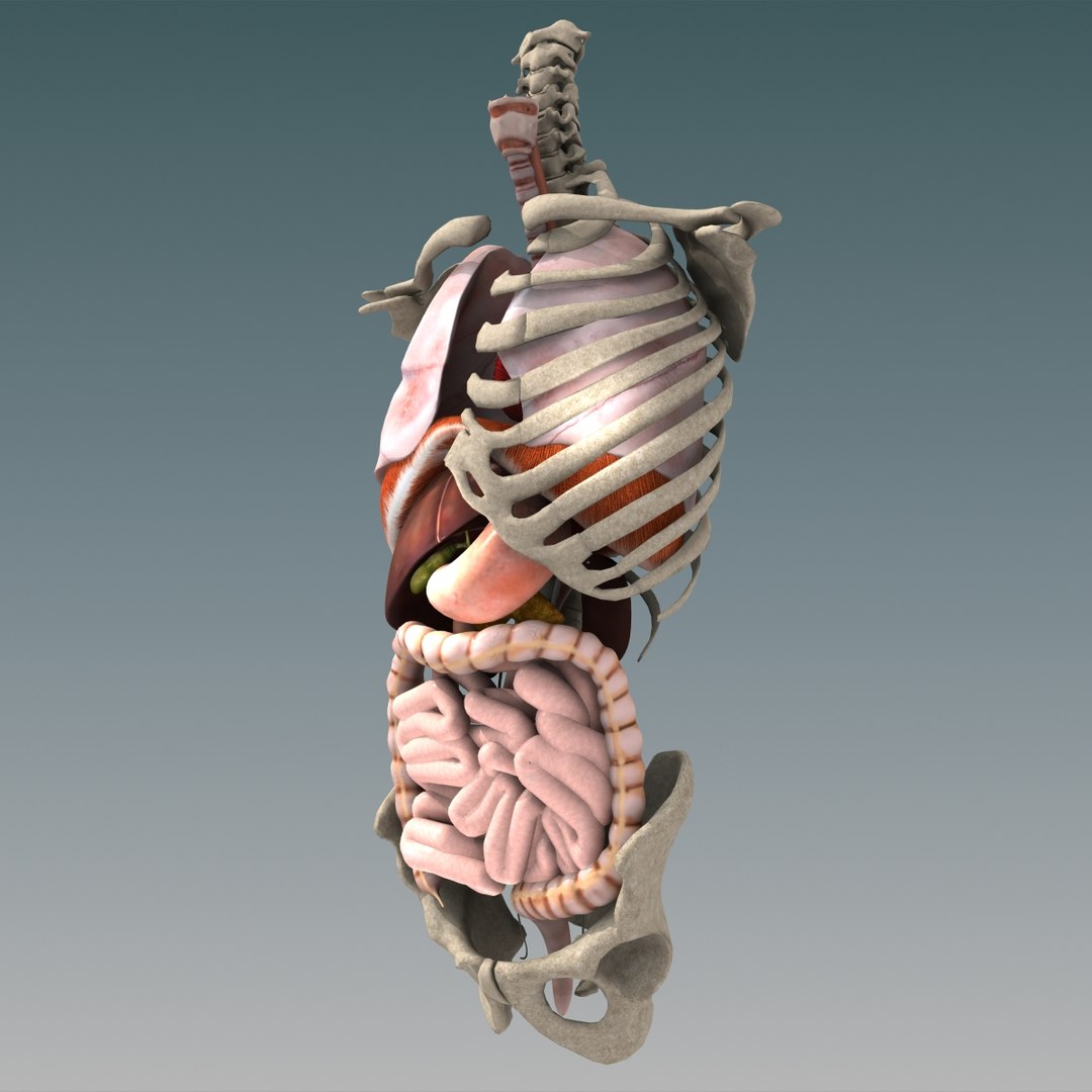 Internal Organs 3ds