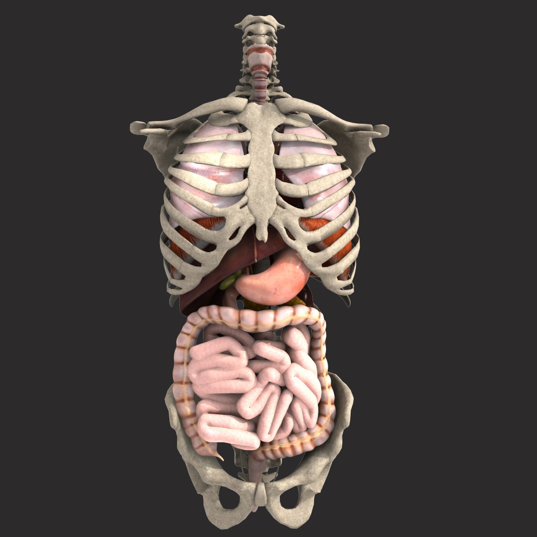 Internal Organs 3ds