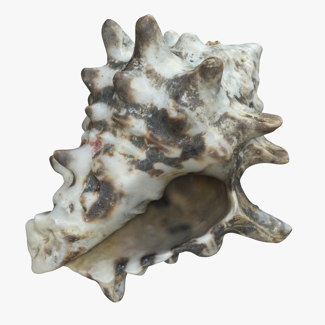 Seashell 2 3D model - TurboSquid 1792614