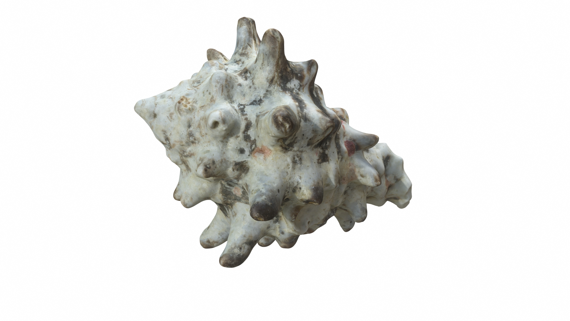 Seashell 2 3D model - TurboSquid 1792614