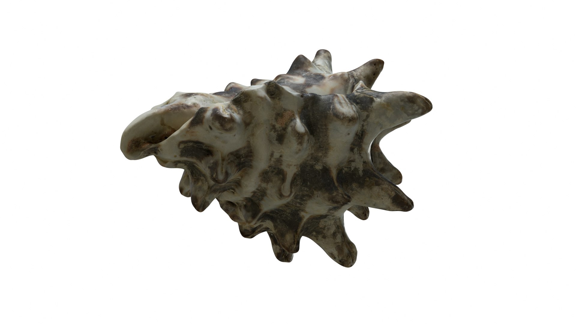 Seashell 2 3D model - TurboSquid 1792614