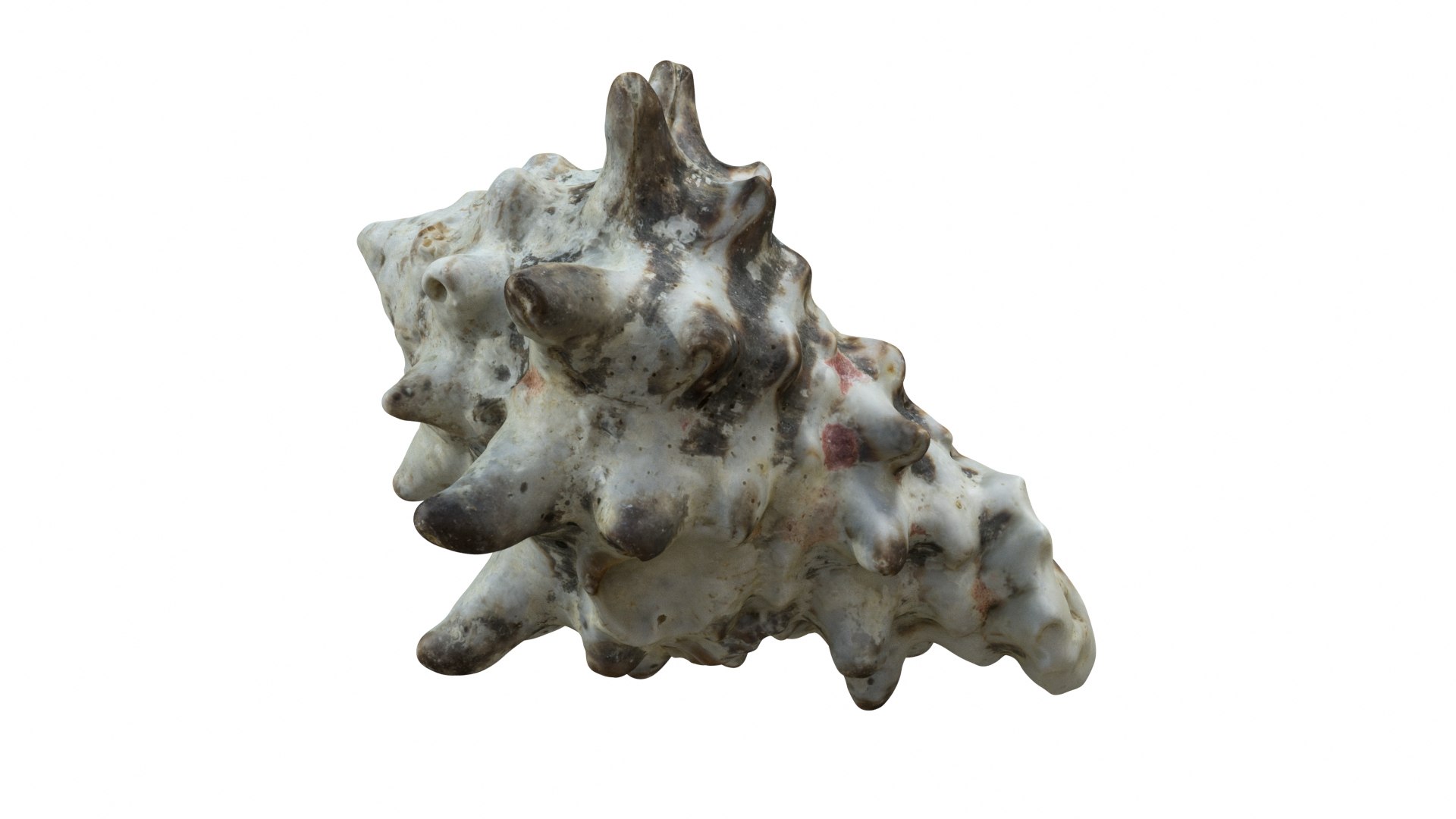 Seashell 2 3D model - TurboSquid 1792614