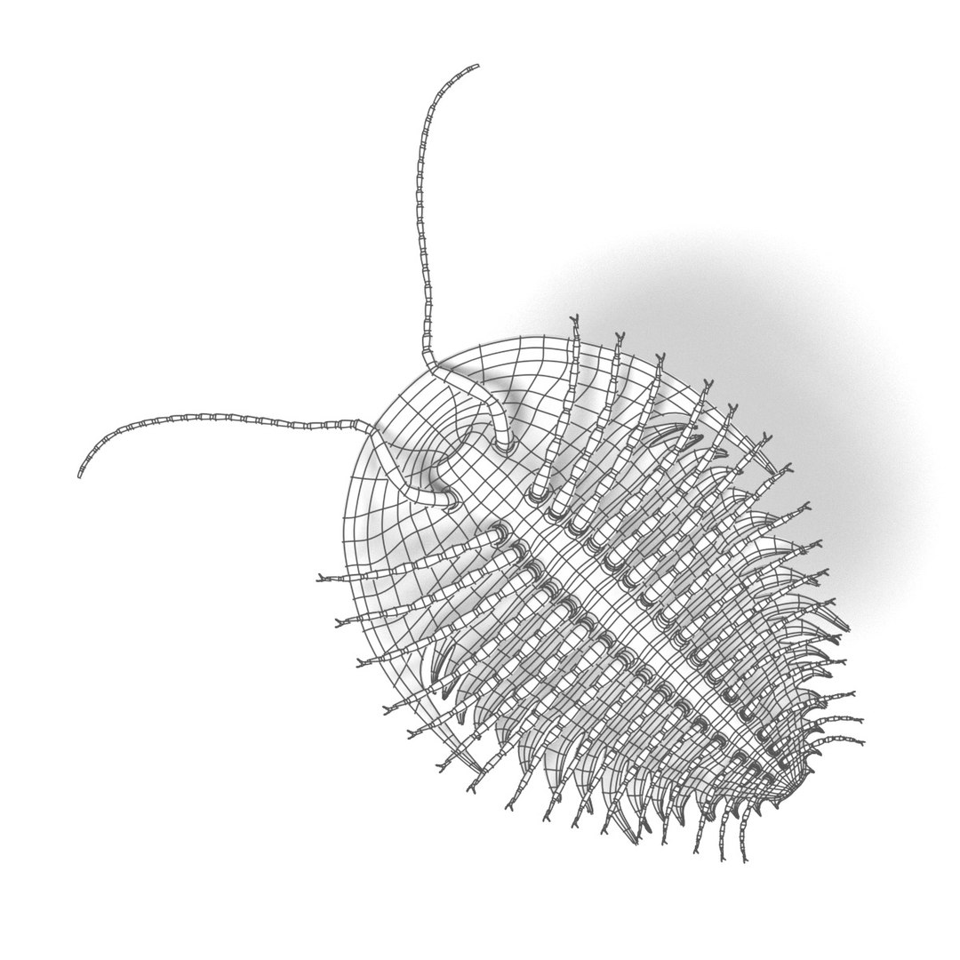 3d Trilobite Tri
