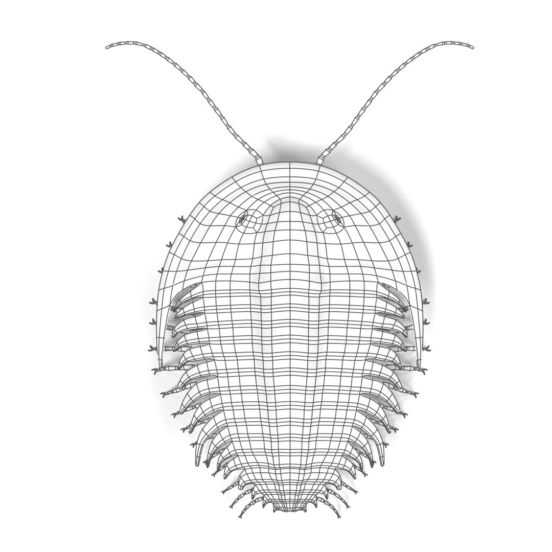 3d Trilobite Tri
