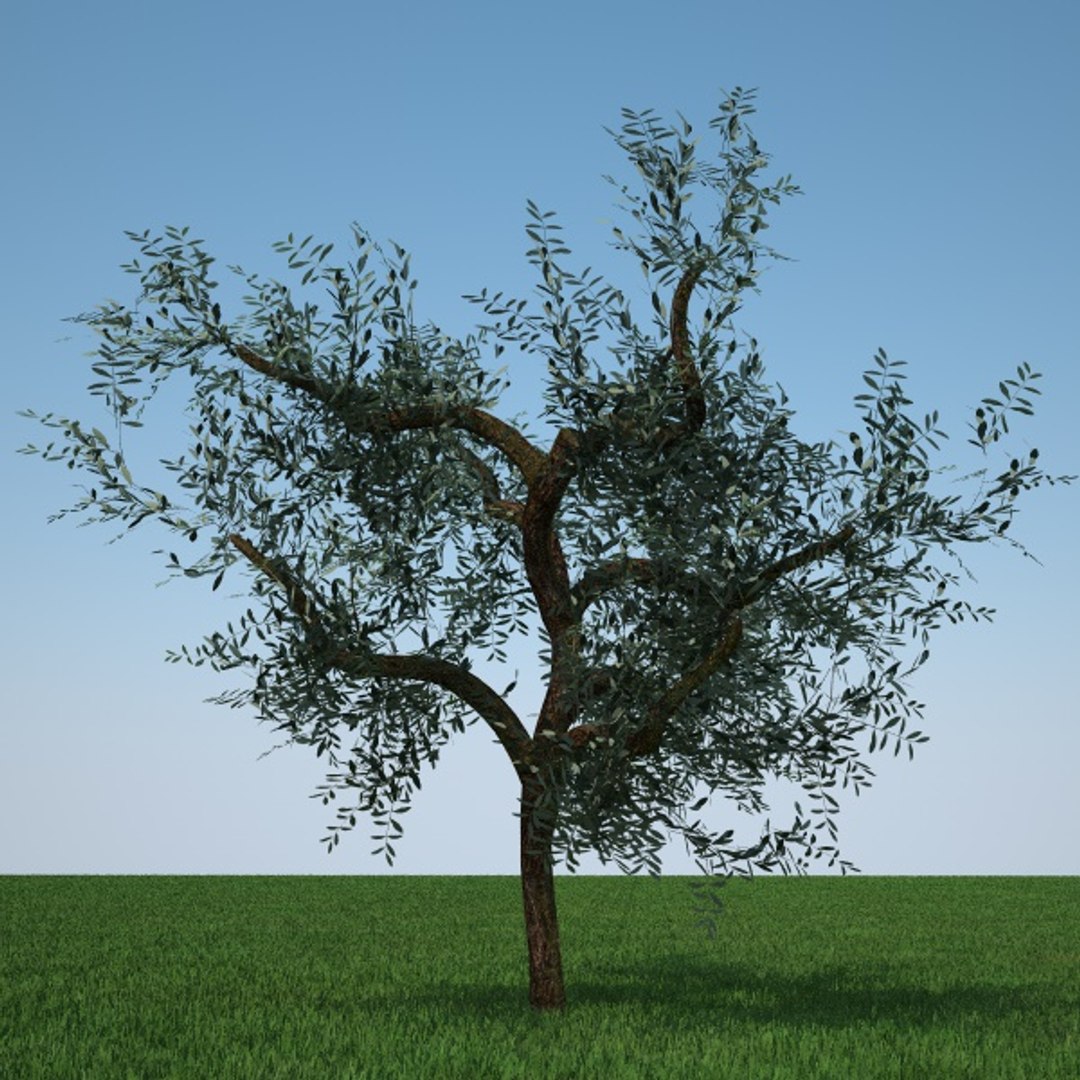 3d olive tree