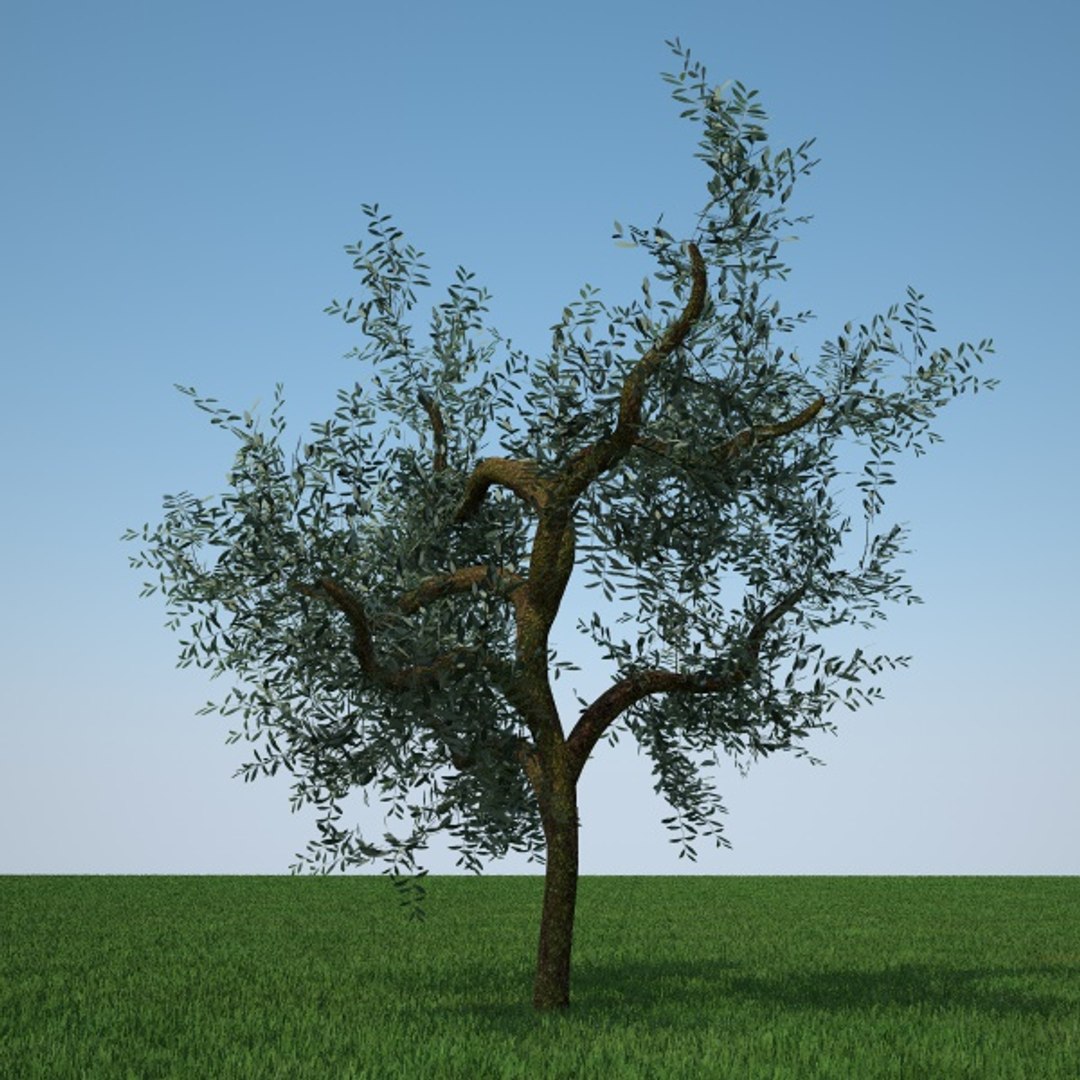 3d olive tree