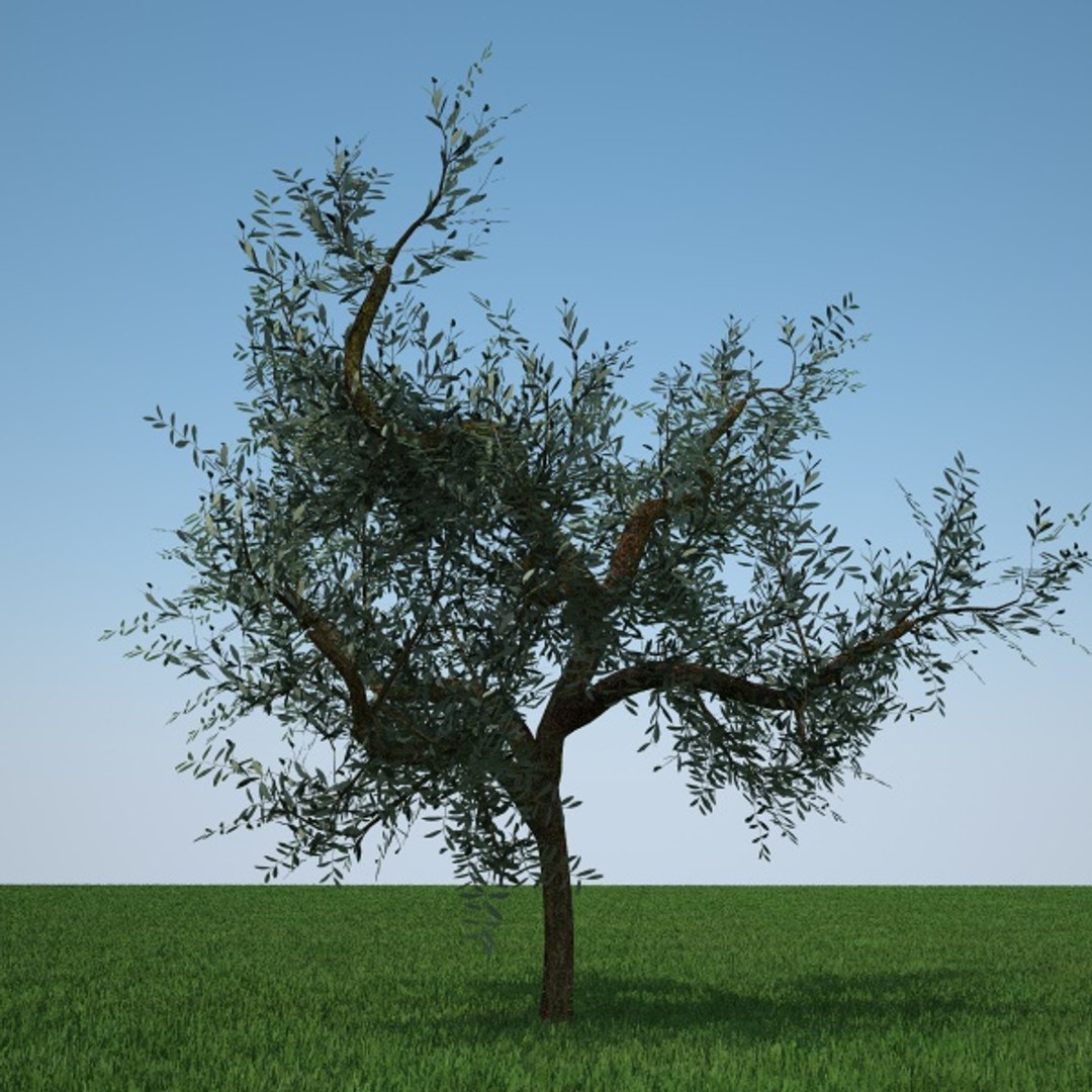 3d olive tree