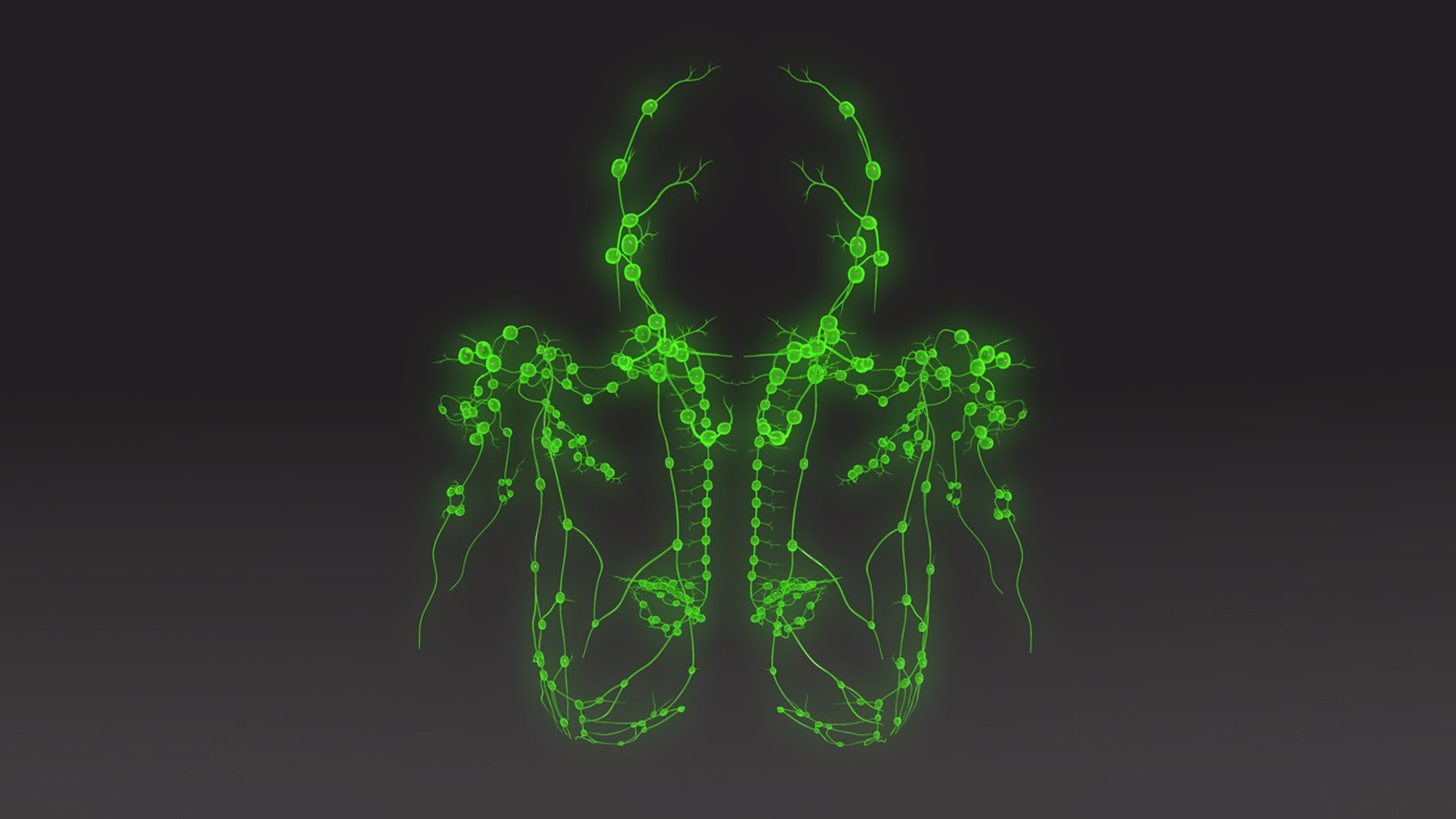 Lymph Nodes 3d Obj