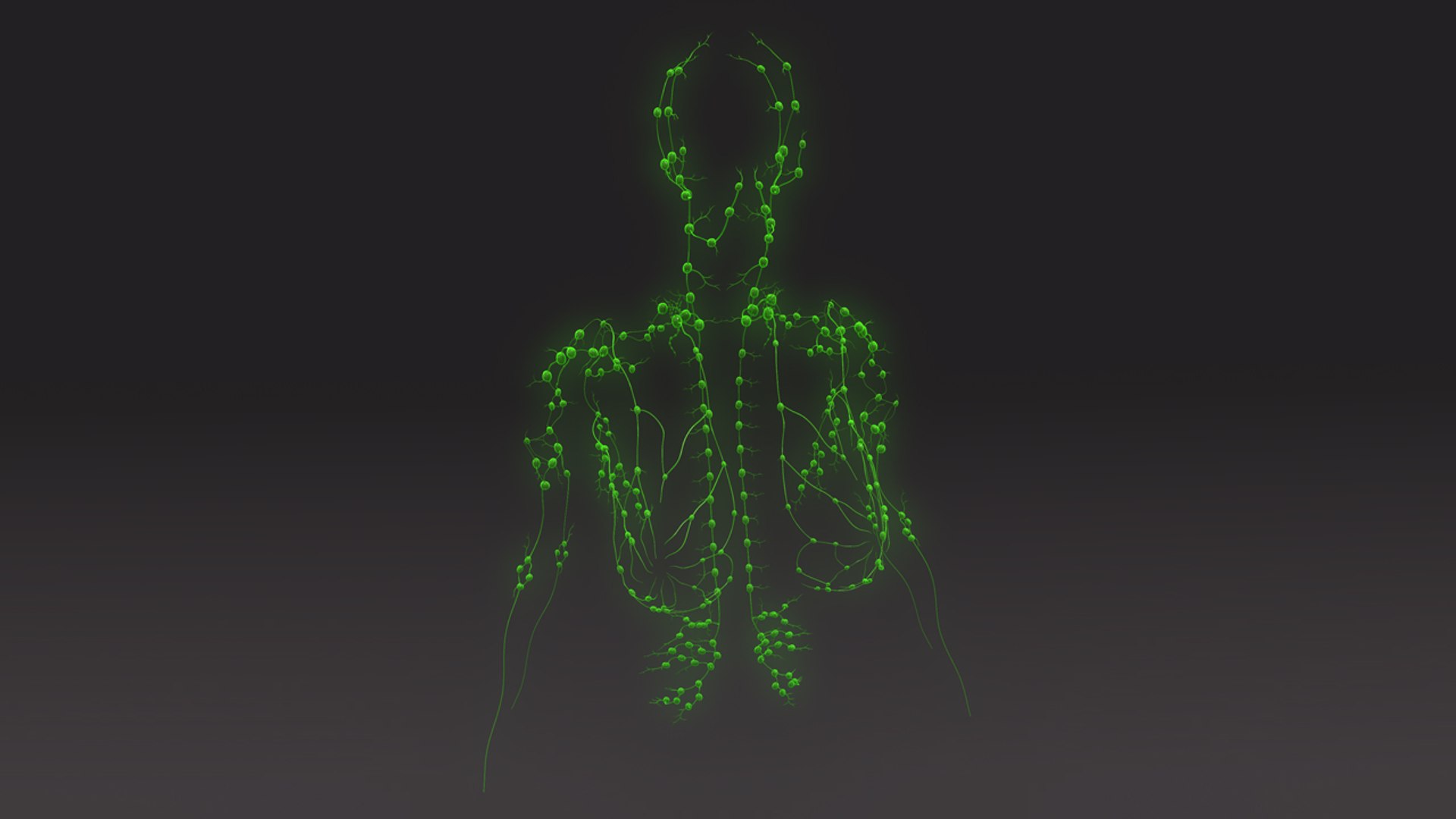 Lymph Nodes 3d Obj