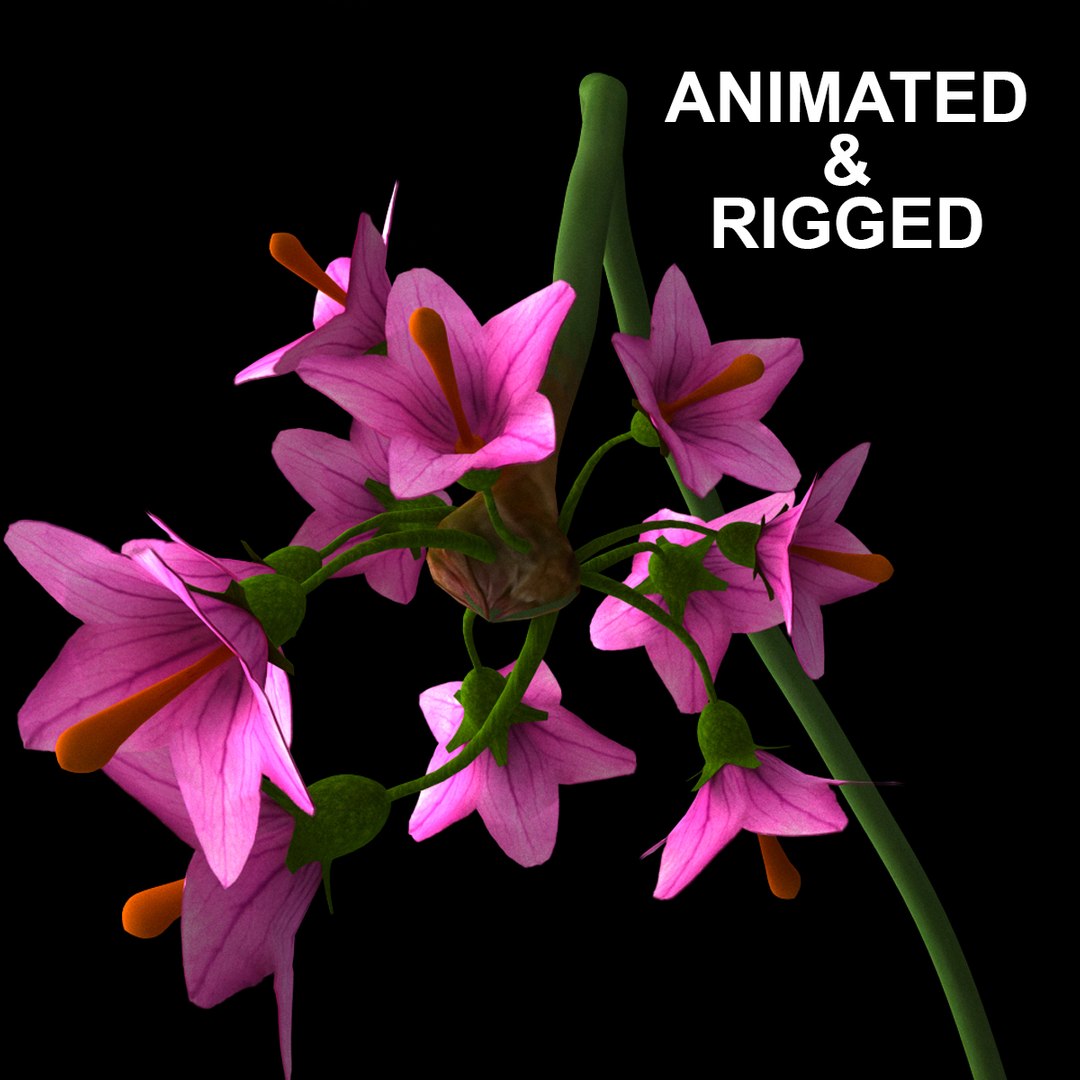 Flowers open animation model - TurboSquid 1597652