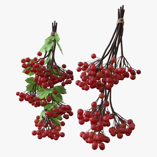3D Guelder rose red berries with leaves model - TurboSquid 2011664