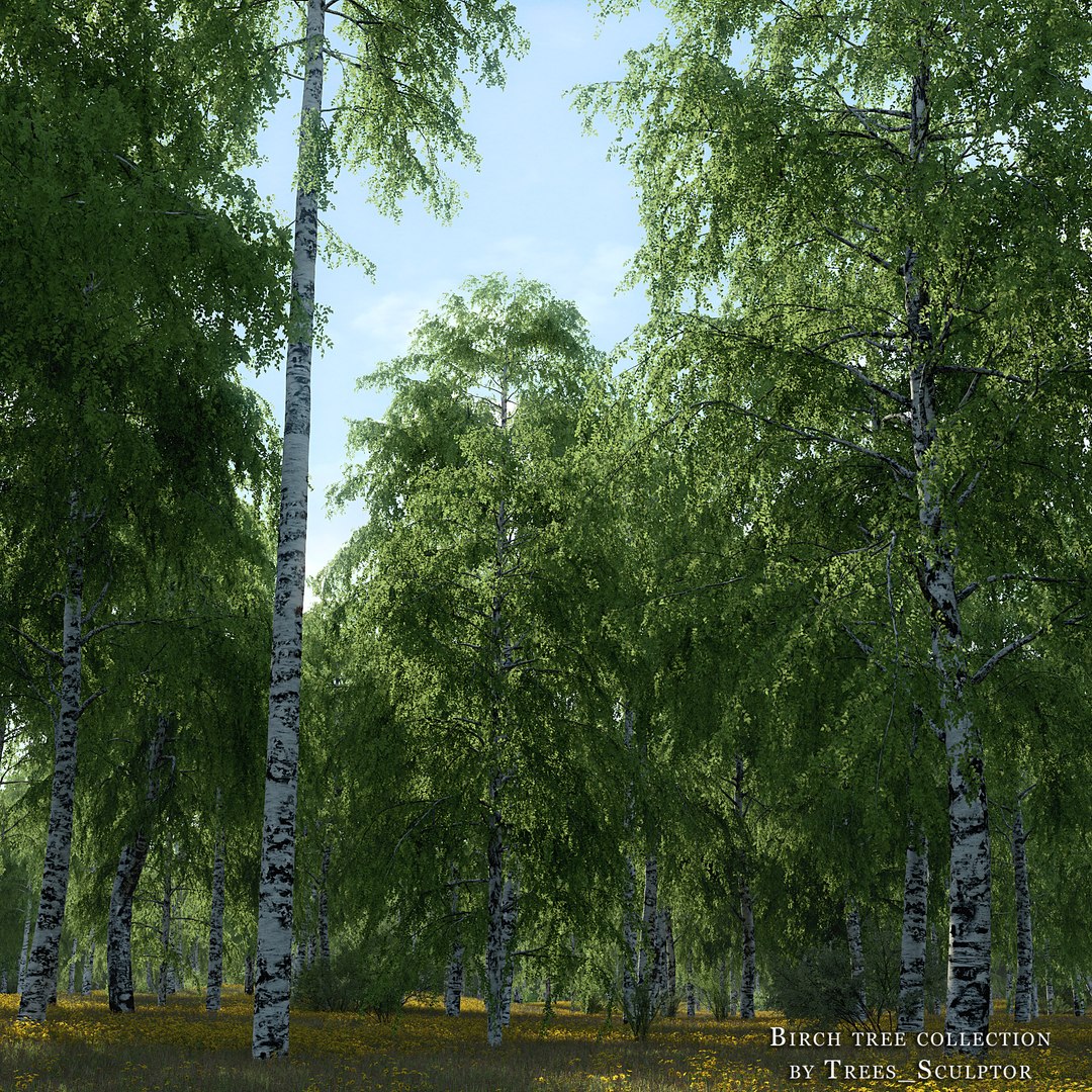 birch tree 3d model