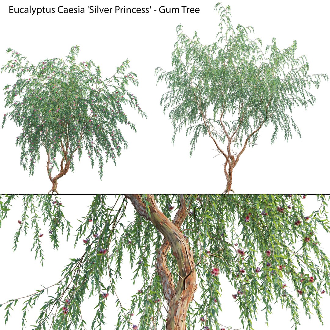 Eucalyptus Caesia Silver Princess - Gum Tree 3D Model - TurboSquid 2062905