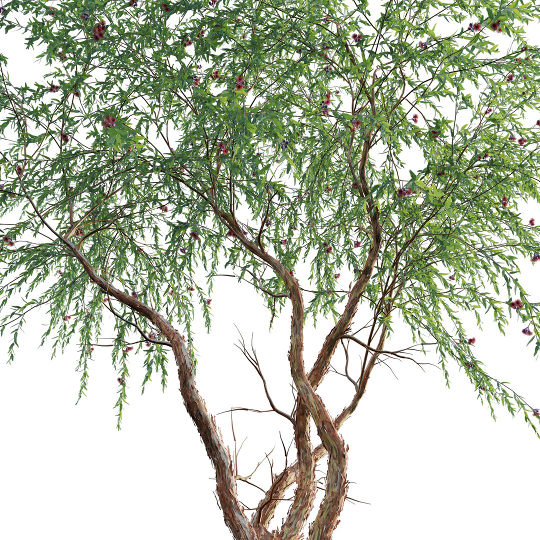 Eucalyptus Caesia Silver Princess - Gum Tree 3D Model - TurboSquid 2062905