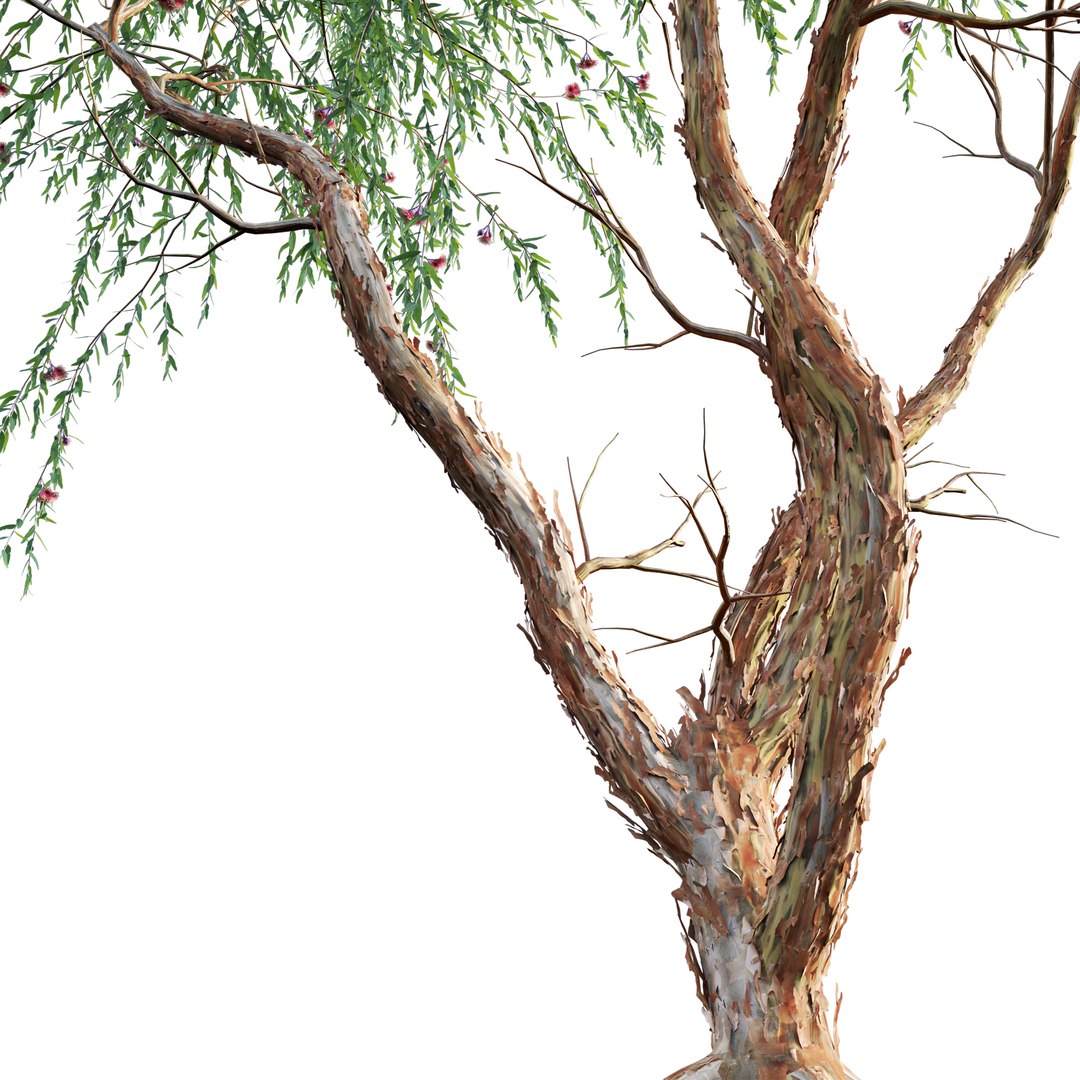 Eucalyptus Caesia Silver Princess - Gum Tree 3D Model - TurboSquid 2062905