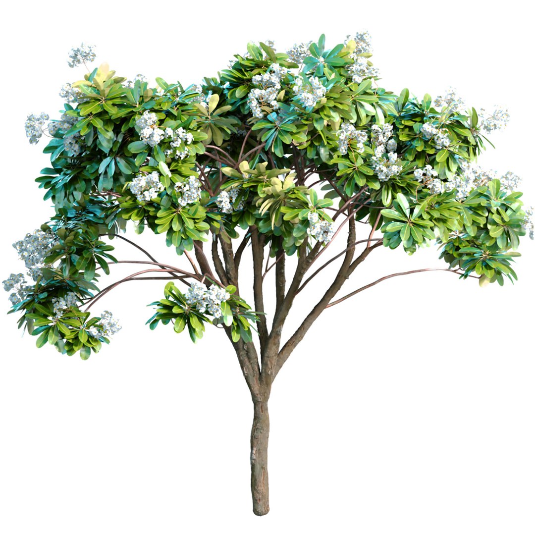 Decorative Blooming Outdoor Garden Tree With White Flowers 3D Model ...