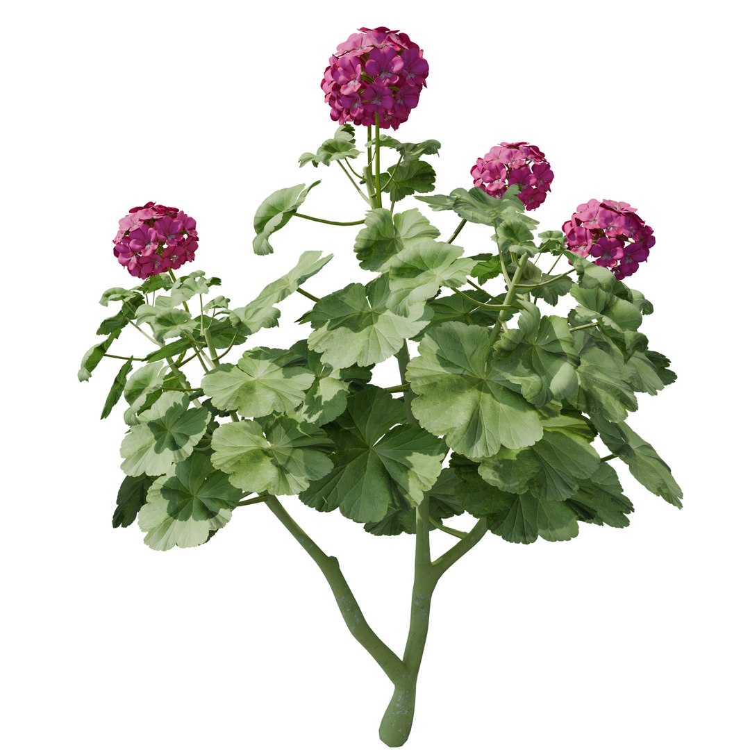 3D Geranium - TurboSquid 2378330